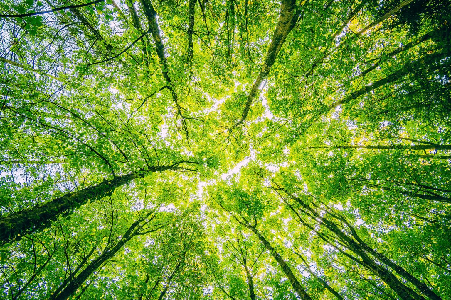Green Growth: Brazil’s Bold Bet on Reforestation and Carbon Credits ...