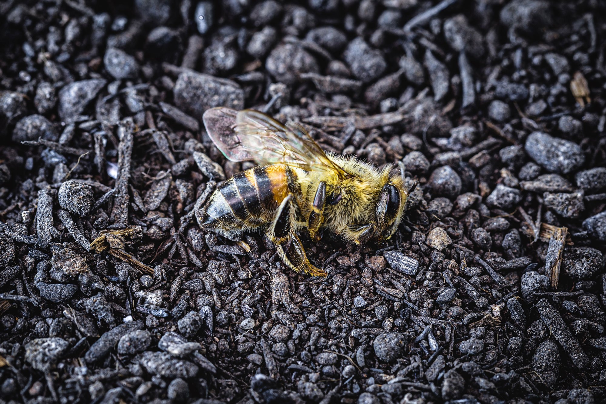 Study Finds Insects Vanishing at Alarming Rate, Even in Pristine ...